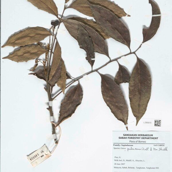 Guioa Pubescens Care Guide: Water, Soil & Propagation - Plantiary