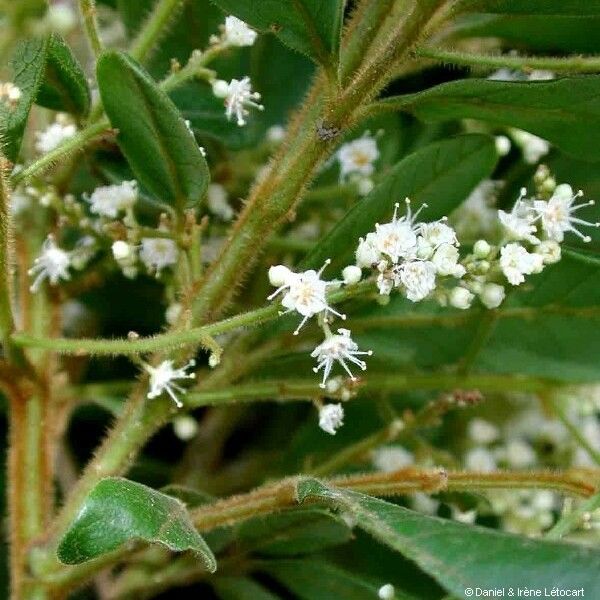 Guioa Villosa Plant Care & How to Grow, Water