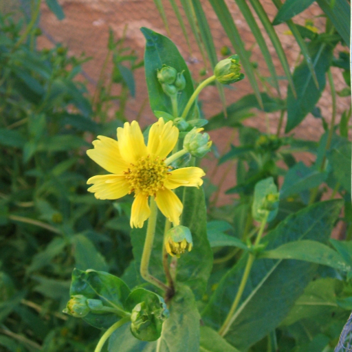 Niger (Guizotia Abyssinica) Plant Care & How to Grow, Water