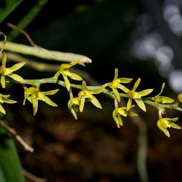 Gunnarella Neocaledonica Care Guide: Water, Soil & Propagation - Plantiary