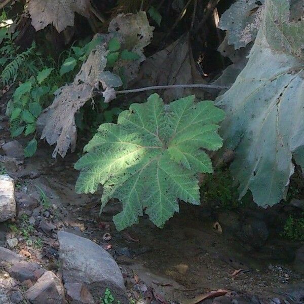 Star Gunnera (Gunnera Aequatoriensis) Plant Care & How to Grow, Water