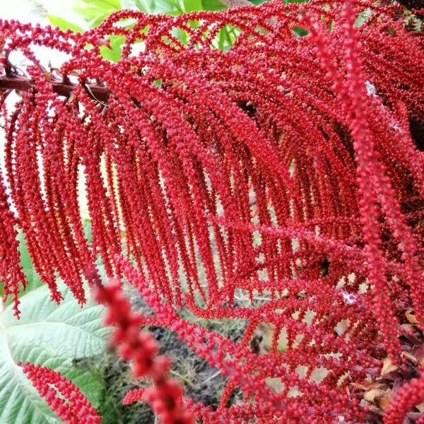 Poorman's Umbrella (Gunnera Insignis) Plant Care & How to Grow, Water