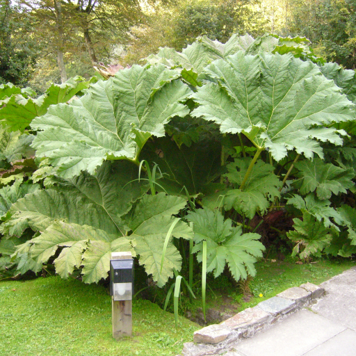 Giant Rhubarb (Gunnera Manicata) Plant Care & How to Grow, Water