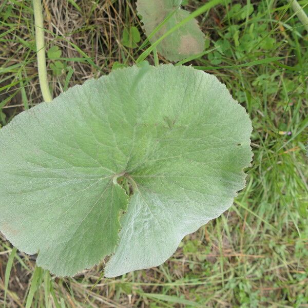 River Pumpkin (Gunnera Perpensa) Plant Care & How to Grow, Water