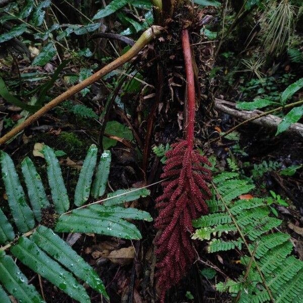 Gunnera Talamancana Plant Care & How to Grow, Water