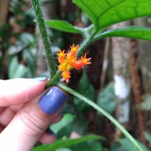 Gurania Coccinea Plant Care & How to Grow, Water