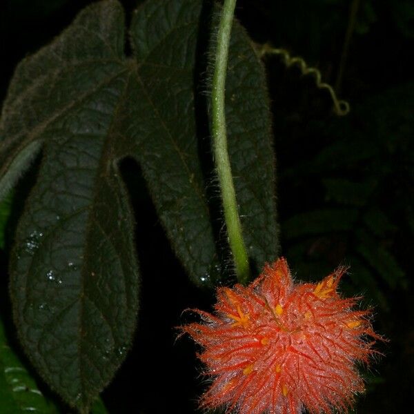 Jungle Cucumber (Gurania Eriantha) Plant Care & How to Grow, Water