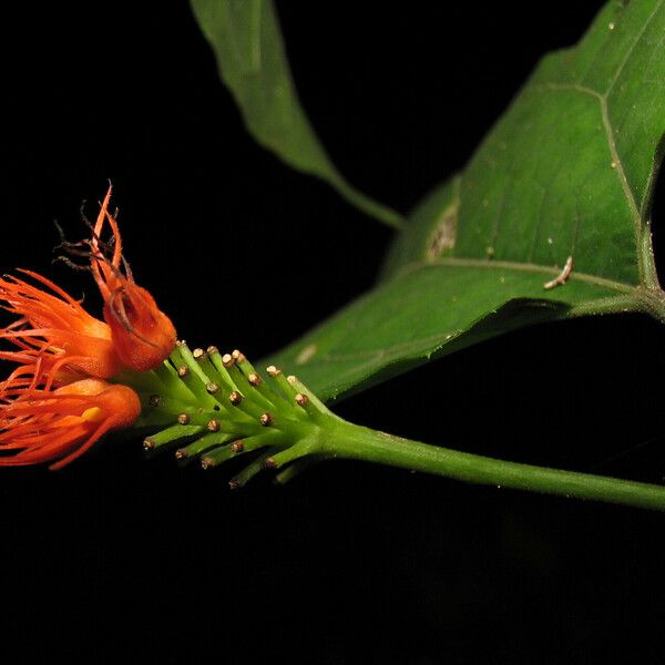 Gurania Reticulata Plant Care & How to Grow, Water