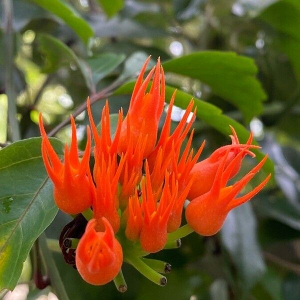 Atlas Gourd (Gurania Sellowiana) Plant Care & How to Grow, Water