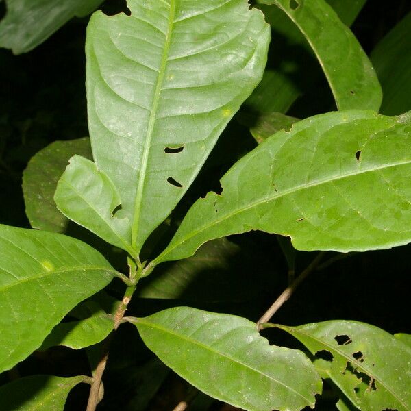 Shortfruit Gustavia (Gustavia Brachycarpa) Care Guide: Water, Soil ...