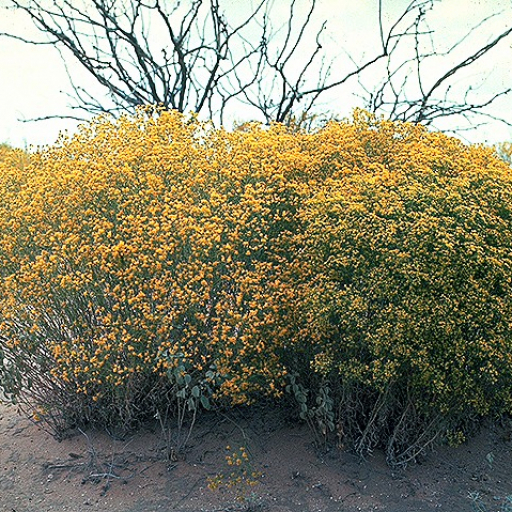 Broom Snakeweed (Gutierrezia Sarothrae) Plant Care & How to Grow, Water