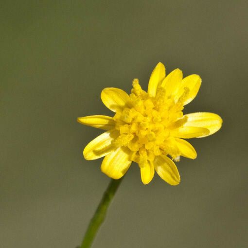 Texas Snakeweed (Gutierrezia Texana) Plant Care & How to Grow, Water