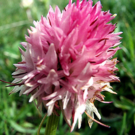 Gymnadenia Corneliana Plant Care & How to Grow, Water