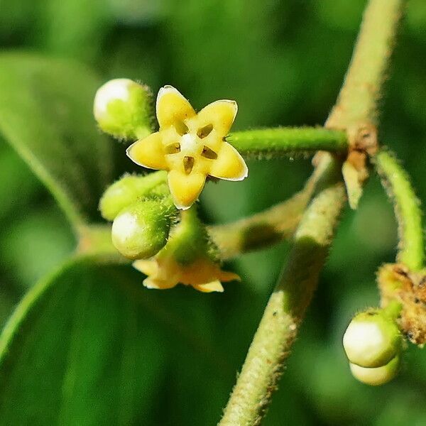 Gymnema Tricholepis Plant Care & How to Grow, Water