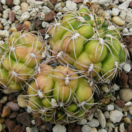 Common Pitcherplant (Sarracenia Purpurea) Plant Care & How to Grow, Water