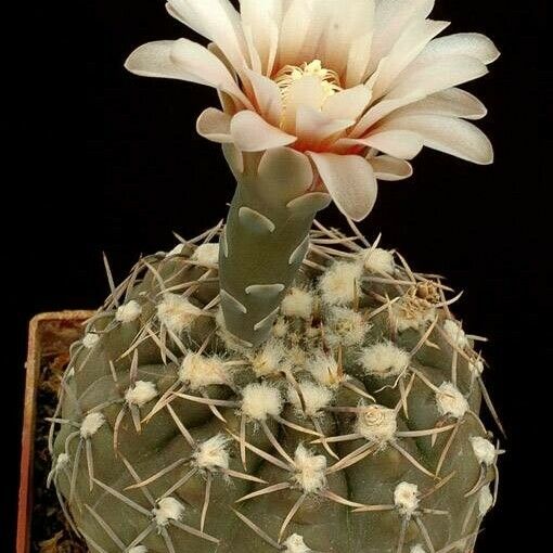 Gymnocalycium Kieslingii Care Guide: Water, Soil & Propagation - Plantiary