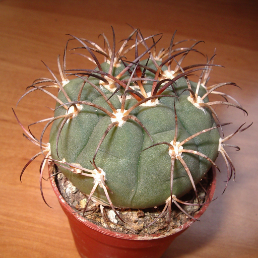 Giant Chin Cactus (Gymnocalycium Saglionis) Plant Care & How to Grow, Water
