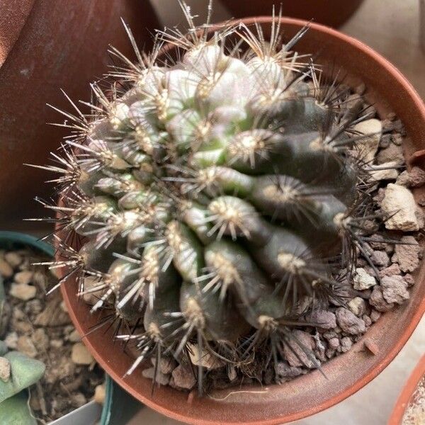 Chin Cactus (Gymnocalycium Stenopleurum) Plant Care & How to Grow, Water