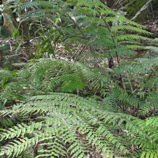 Rebecca Tree Fern (Gymnosphaera Rebeccae) Plant Care & How to Grow, Water