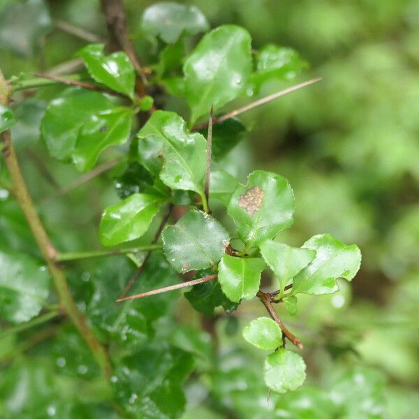 Red-Flowered Spikethorn (Gymnosporia Rubra) Care Guide: Water, Soil ...