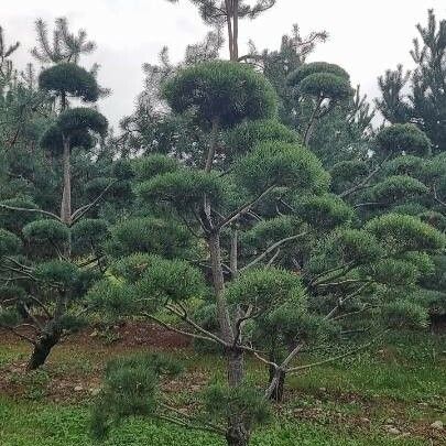 Gymnostoma Poissonianum Plant Care & How to Grow, Water