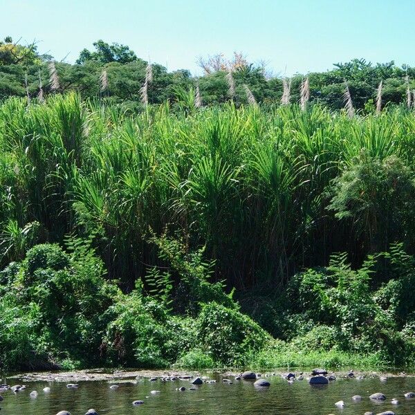 Wildcane (Gynerium Sagittatum) Plant Care & How to Grow, Water