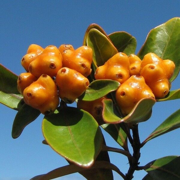 Gynochthodes Neocaledonica Plant Care & How to Grow, Water