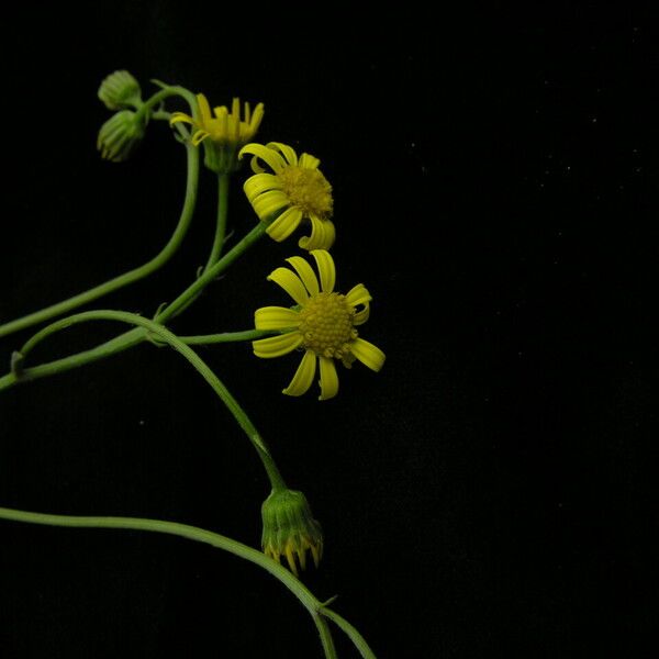 Gynura Pseudochina Plant Care & How to Grow, Water