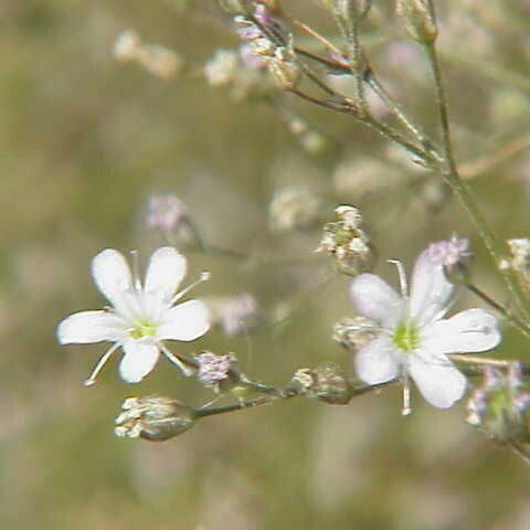 Sharpleaf Baby's-Breath (Gypsophila Acutifolia) Plant Care & How to ...