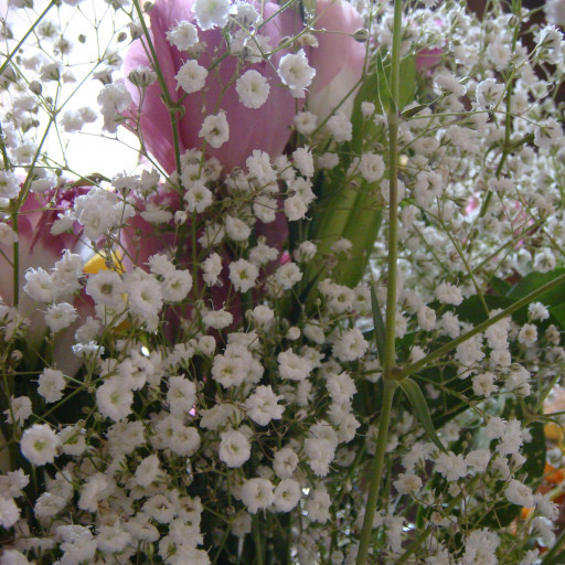 Showy Baby's-breath (Gypsophila Elegans) Plant Care & How to Grow, Water