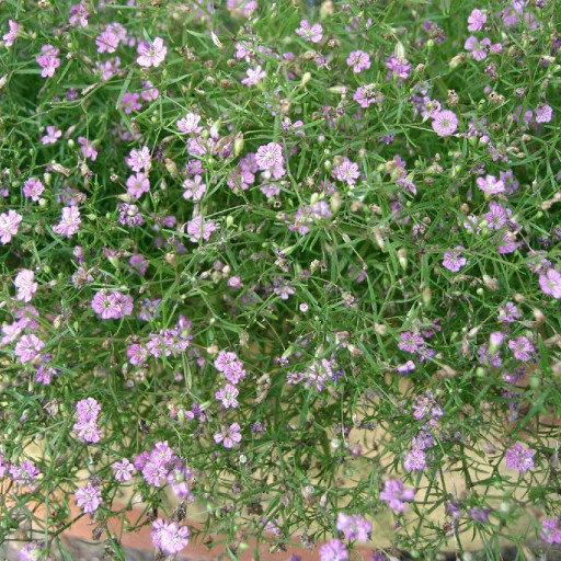 Cushion Baby's-Breath (Gypsophila Muralis) Plant Care & How to Grow, Water