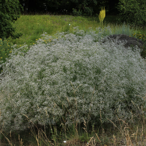 Baby's Breath (Gypsophila Paniculata) Plant Care & How to Grow, Water