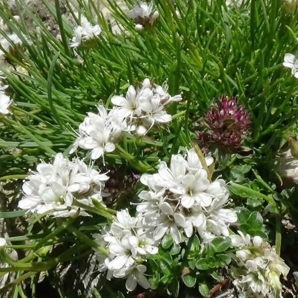 Gypsophila Petraea Plant Care & How to Grow, Water