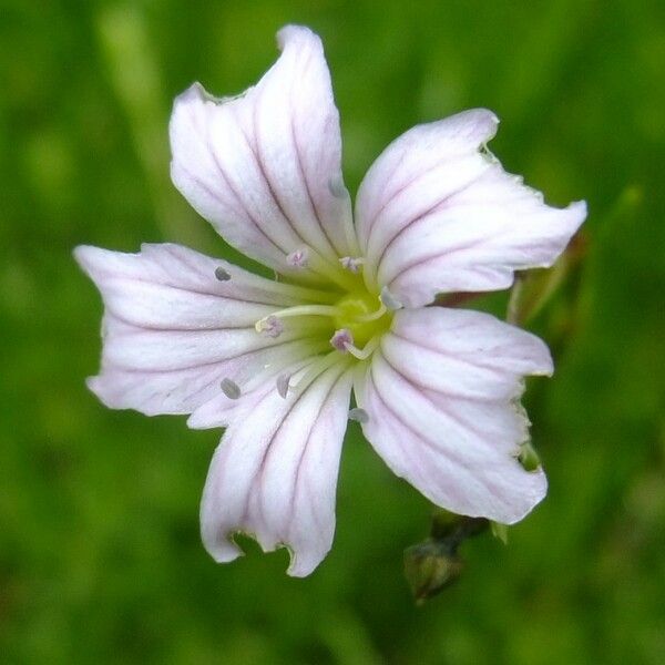 Caucasian Baby's Breath (Gypsophila Tenuifolia) Plant Care & How to ...