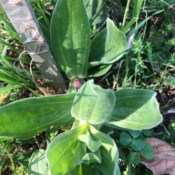Perfoliate Chalkwort (Gypsophila Tomentosa) Plant Care & How to Grow, Water