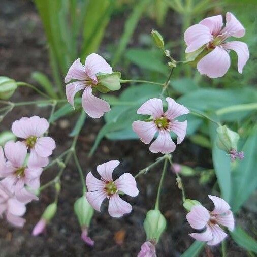 Cow Herb (Gypsophila Vaccaria) Plant Care & How to Grow, Water