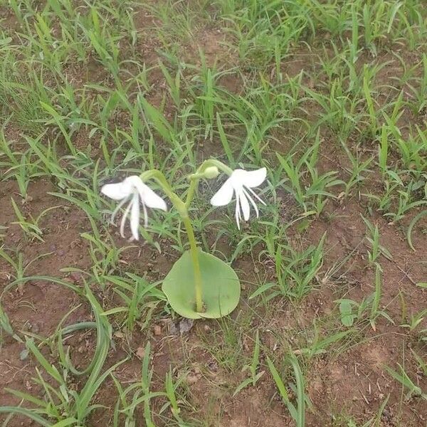 Single Leaved Habenaria (Habenaria Grandifloriformis) Care Guide: Water ...