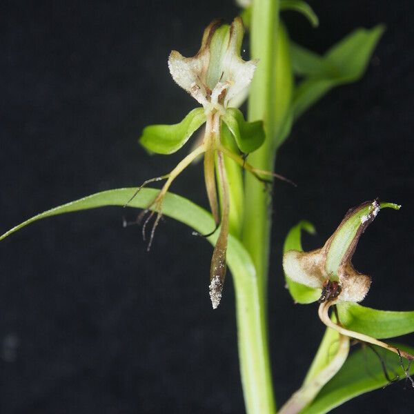 Habenaria Pectinata Plant Care & How to Grow, Water