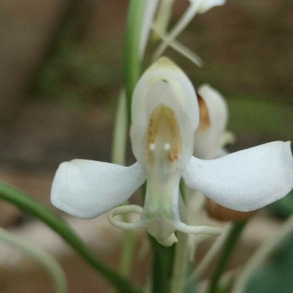 Habenaria Procera Care Guide: Water, Soil & Propagation - Plantiary