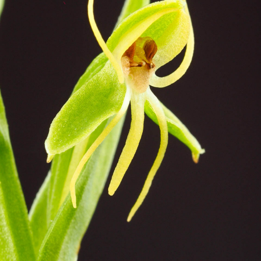 Water Orchid (Habenaria Repens) Plant Care & How to Grow, Water