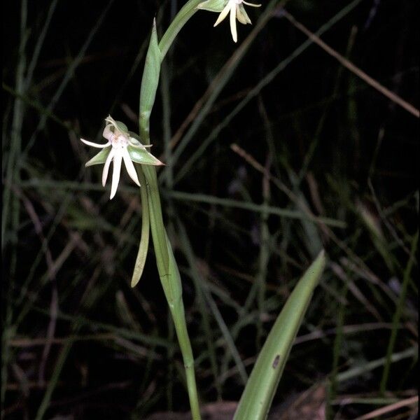 Habenaria Trifida Plant Care & How to Grow, Water
