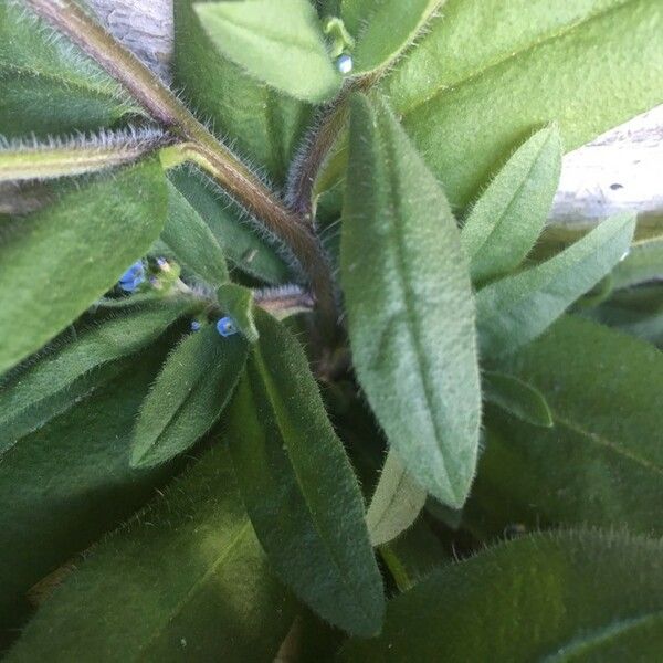 Nodding Stickseed (Hackelia Deflexa) Plant Care & How to Grow, Water