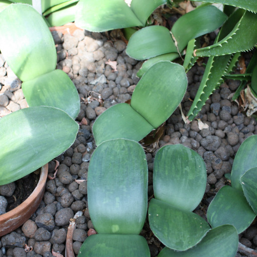 The Paintbrush (Haemanthus Albiflos) Plant Care & How to Grow, Water
