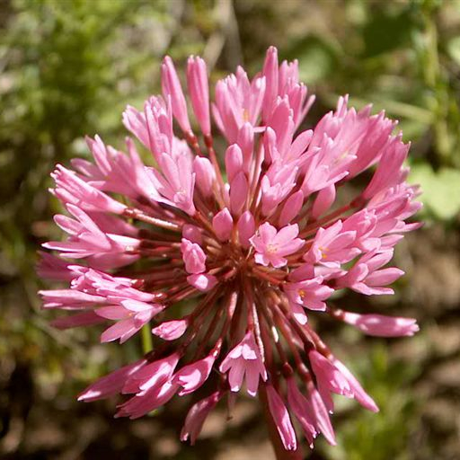 Haemanthus Carneus Plant Care & How to Grow, Water
