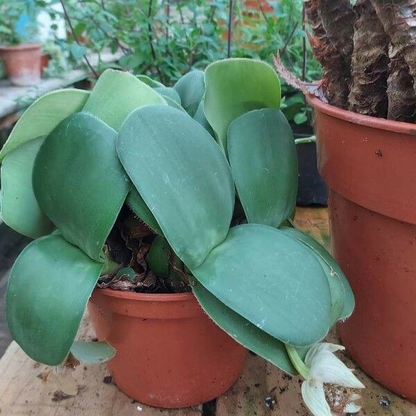 Dwarf Bloodlily (Haemanthus Deformis) Plant Care & How to Grow, Water