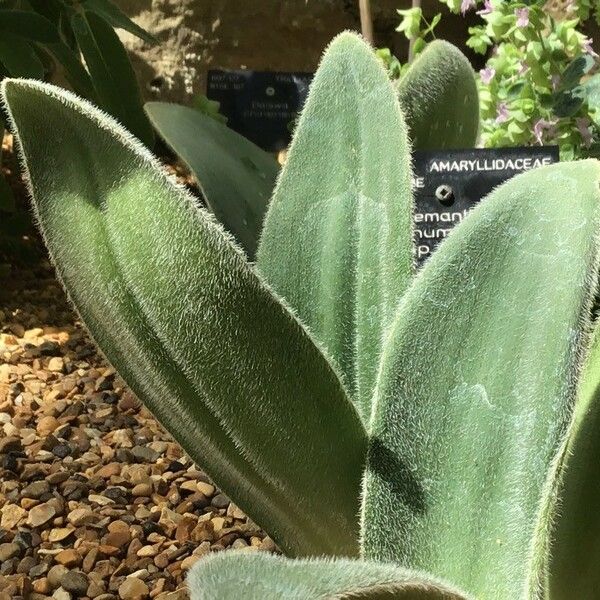 Pink Bloodlily (Haemanthus Humilis) Plant Care & How to Grow, Water