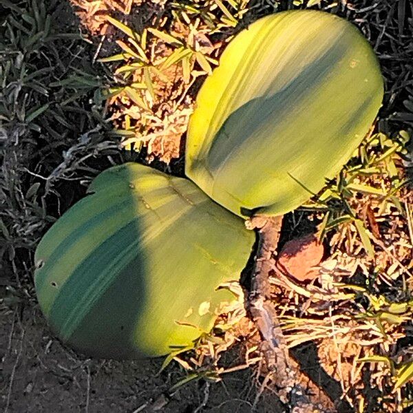 April-Fool (Haemanthus Sanguineus) Plant Care & How to Grow, Water