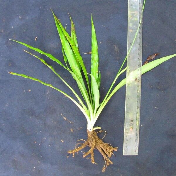 Hagenbachia Panamensis Care Guide: Water, Soil & Propagation - Plantiary