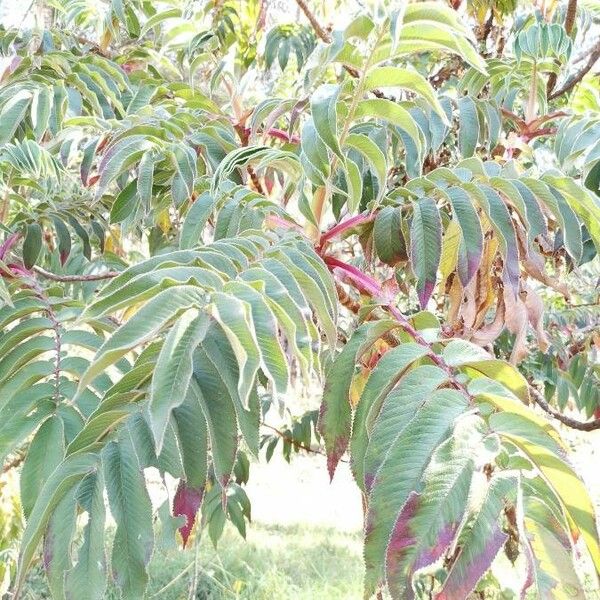 African Redwood (Hagenia Abyssinica) Plant Care & How to Grow, Water