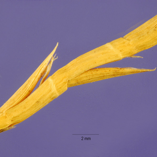 Barb Grass (Hainardia Cylindrica) Plant Care & How to Grow, Water